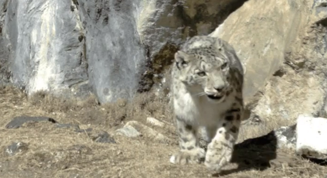 Amazing Images Of Rare Snow Leopards In Bhutan (VIDEO) - TPM – Talking ...