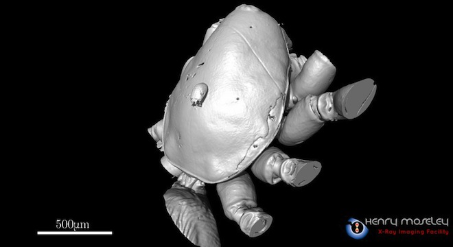 Smallest Mite Fossil Discovered in 3D CT Scan - TPM – Talking Points Memo