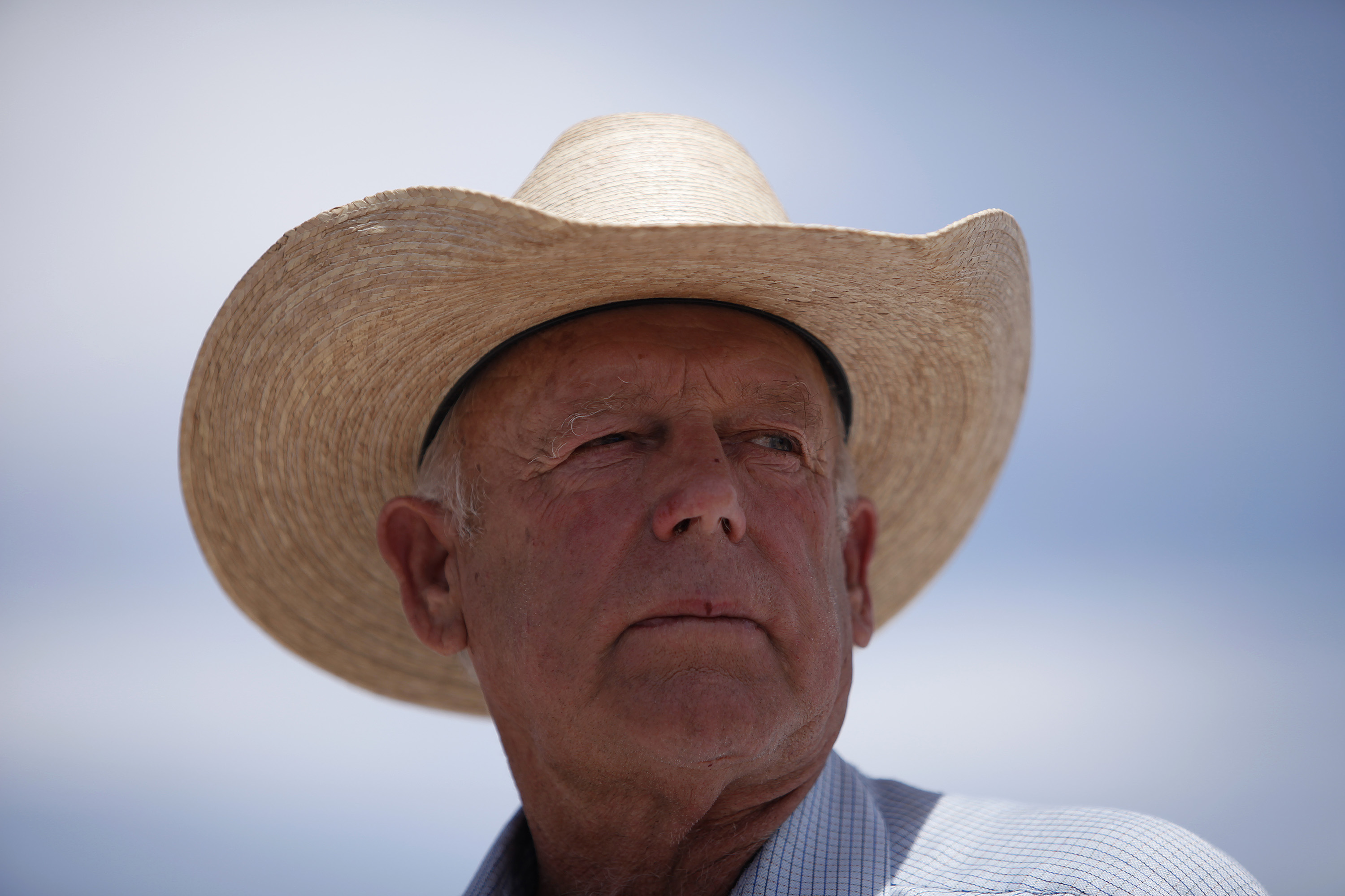 Lawsuit: Cliven Bundy’s Wandering Cows Allegedly Caused Car Crash - TPM ...