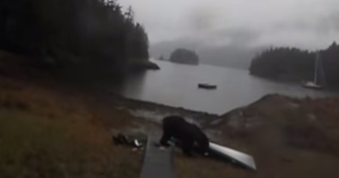 Woman Thanks Bear For Not Eating Kayak, Bear Promptly Eats Kayak (VIDEO ...