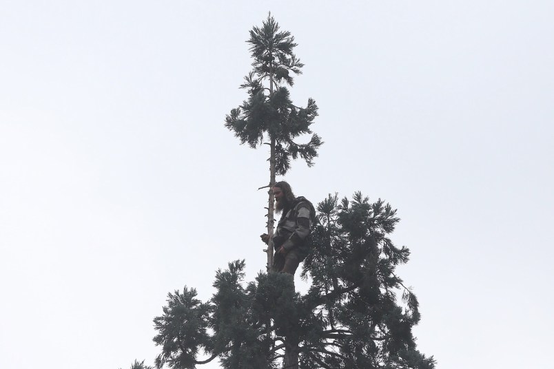 Man Won’t Descend 80-Foot-Tall Tree In Downtown Seattle, Despite Police ...