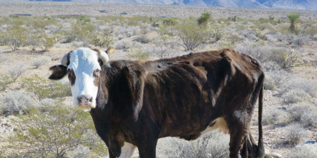 Massive Herd Of Cattle Linked To Bundy May Be Starving On Public Lands ...