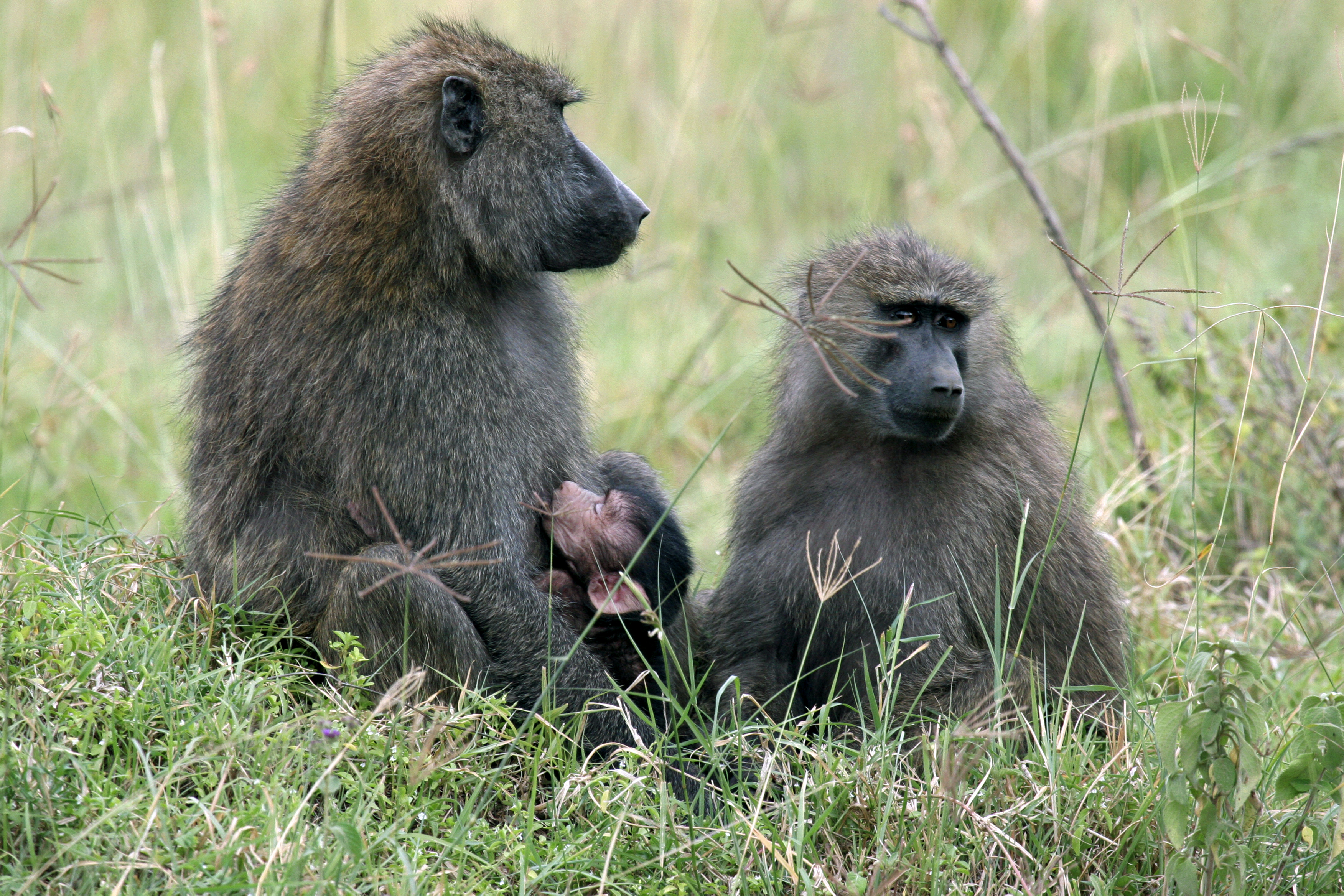 Idaho Wildlife Official Resigns After Backlash For Killing Baboon ...